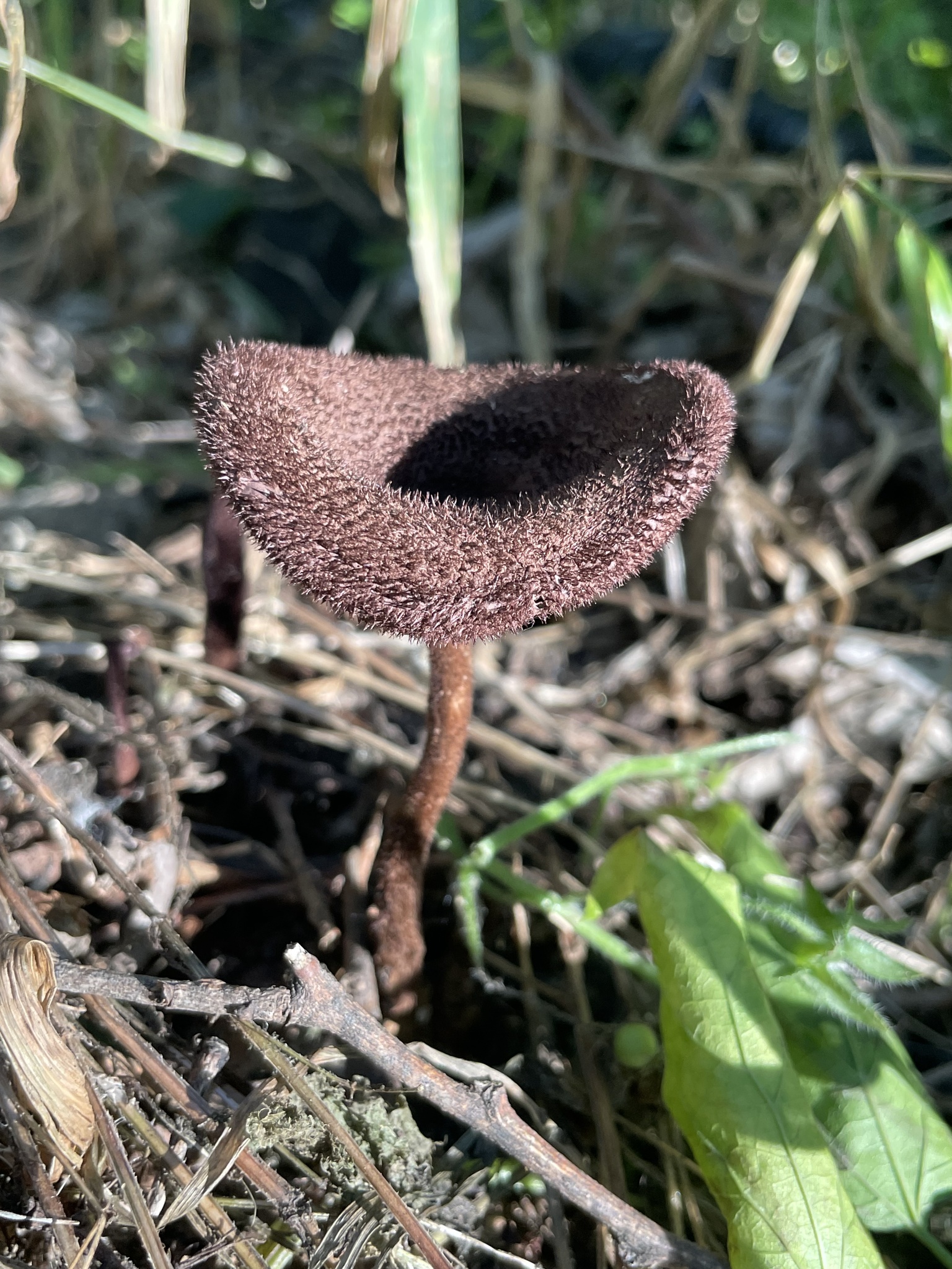 Lentinus velutinus Fr.