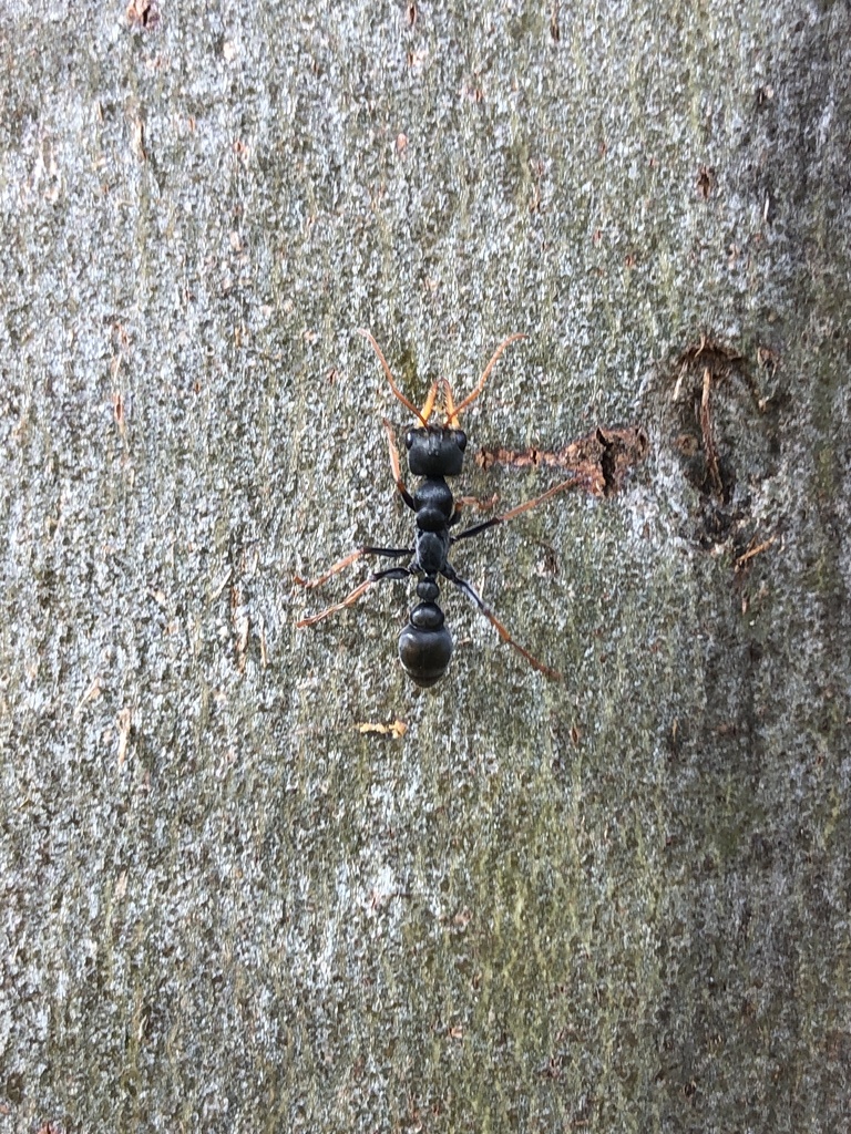 Jack Jumper Ant from Blackfellows Creek Rd, Mount Magnificent, SA, AU ...