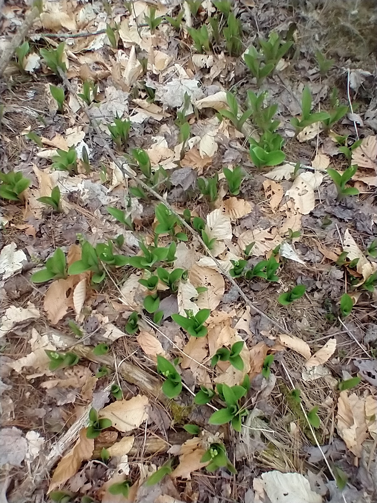 Clintonia borealis (Aiton) Raf.