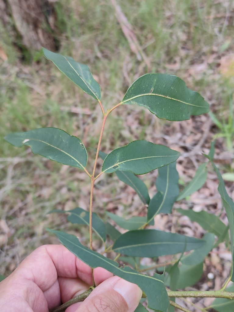 Rough-barked Apple from Putty NSW 2330, Australia on April 30, 2023 at ...