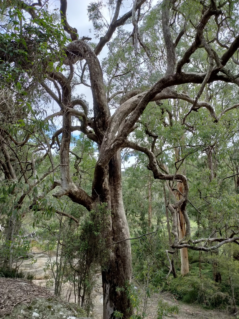 Rough-barked Apple from Putty on April 30, 2023 at 02:10 PM by Tony van ...