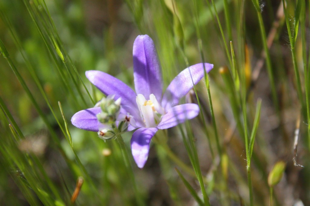 Dwarf Brodiaea from jasper ridge biolgical on April 03, 2011 by Scott ...