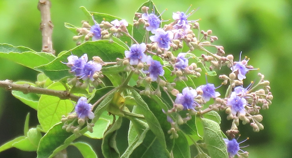 (Tectona philippinensis) - Botanical Realm
