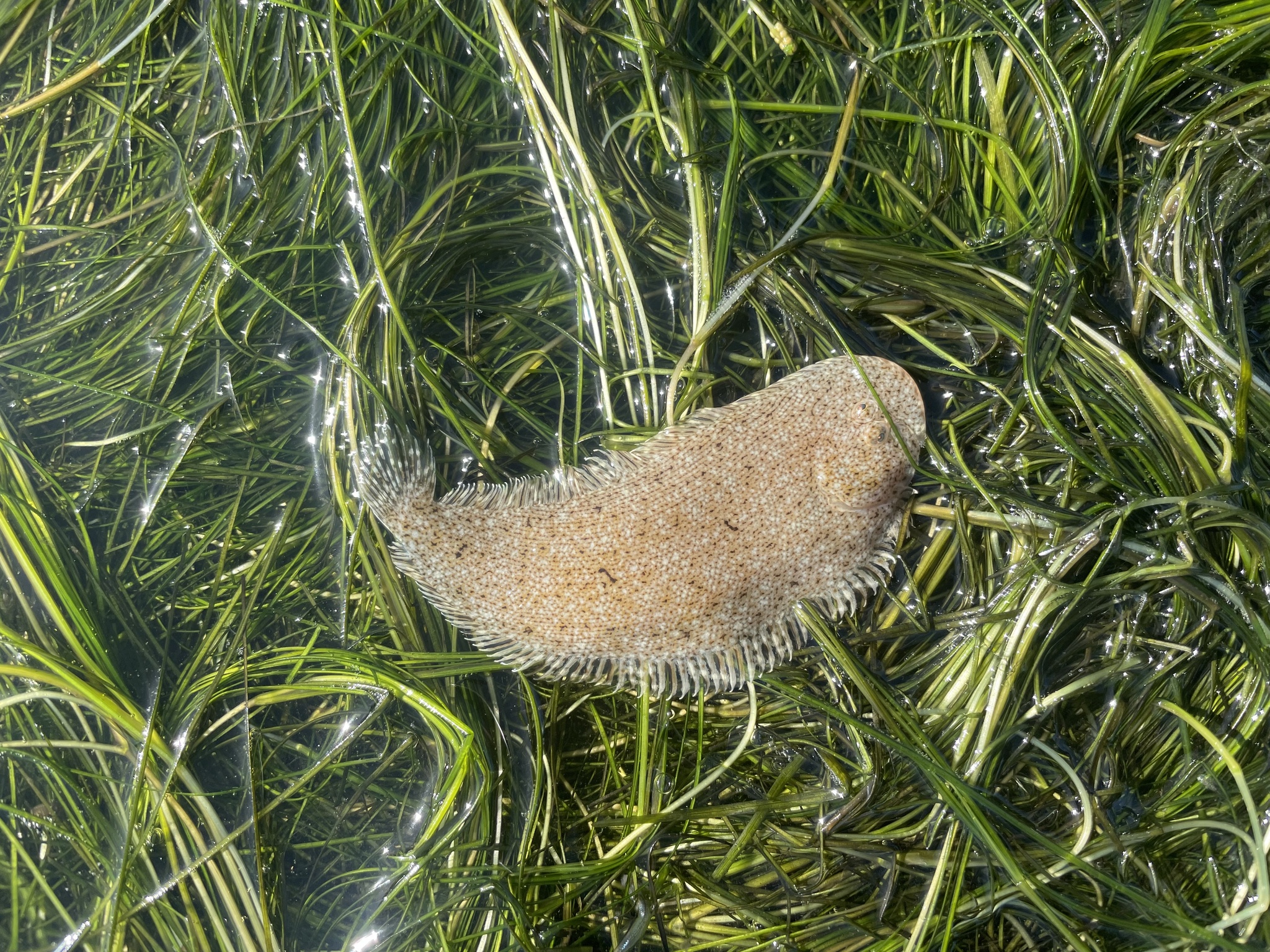 Heteromycteris Kaup, 1858