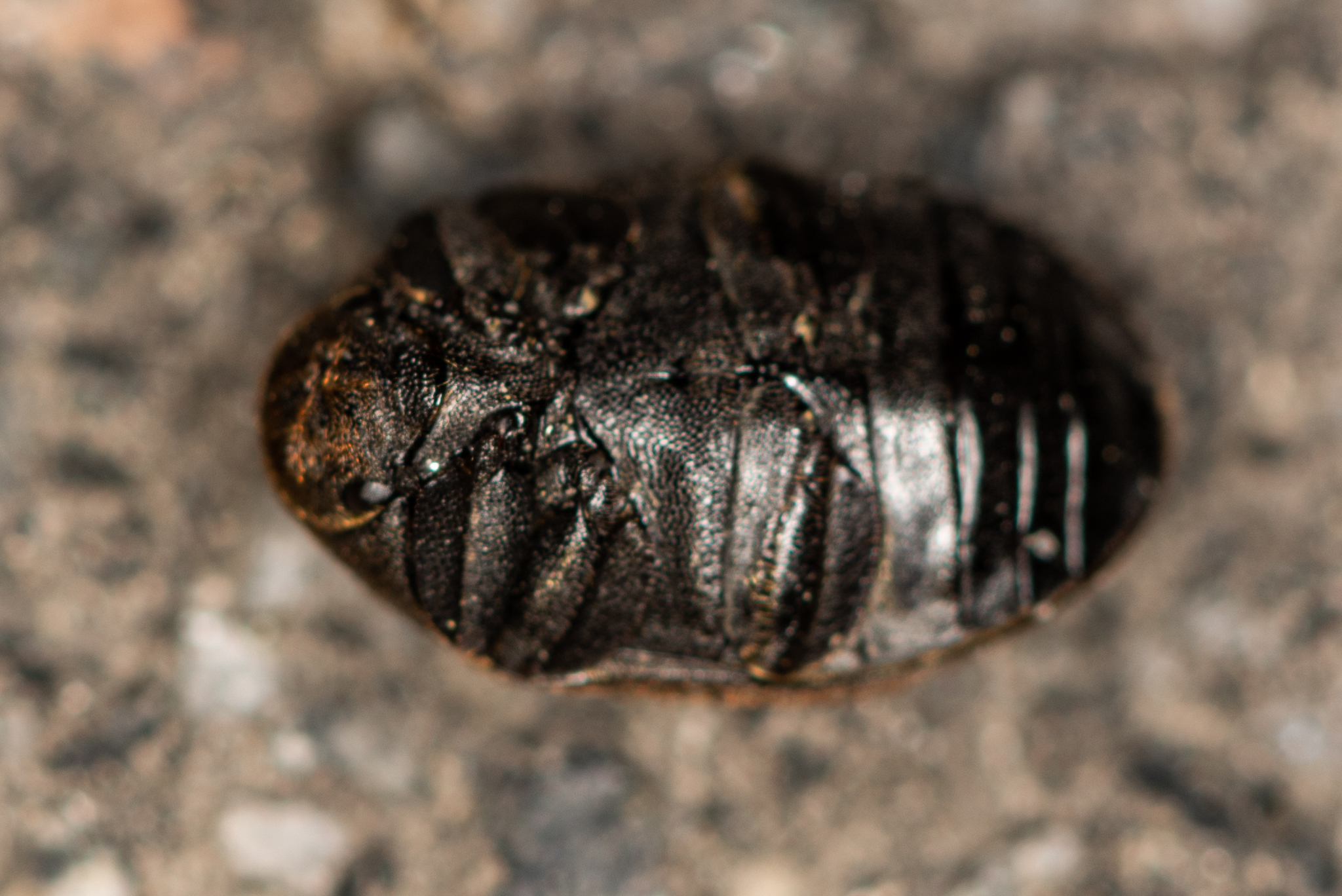 Byrrhus pilula (Linnaeus, 1758)