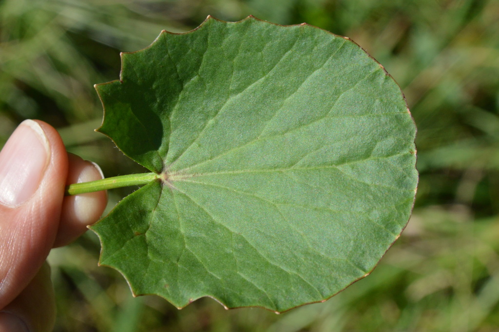 American Coinwort (Centella erecta) - Botanical Realm