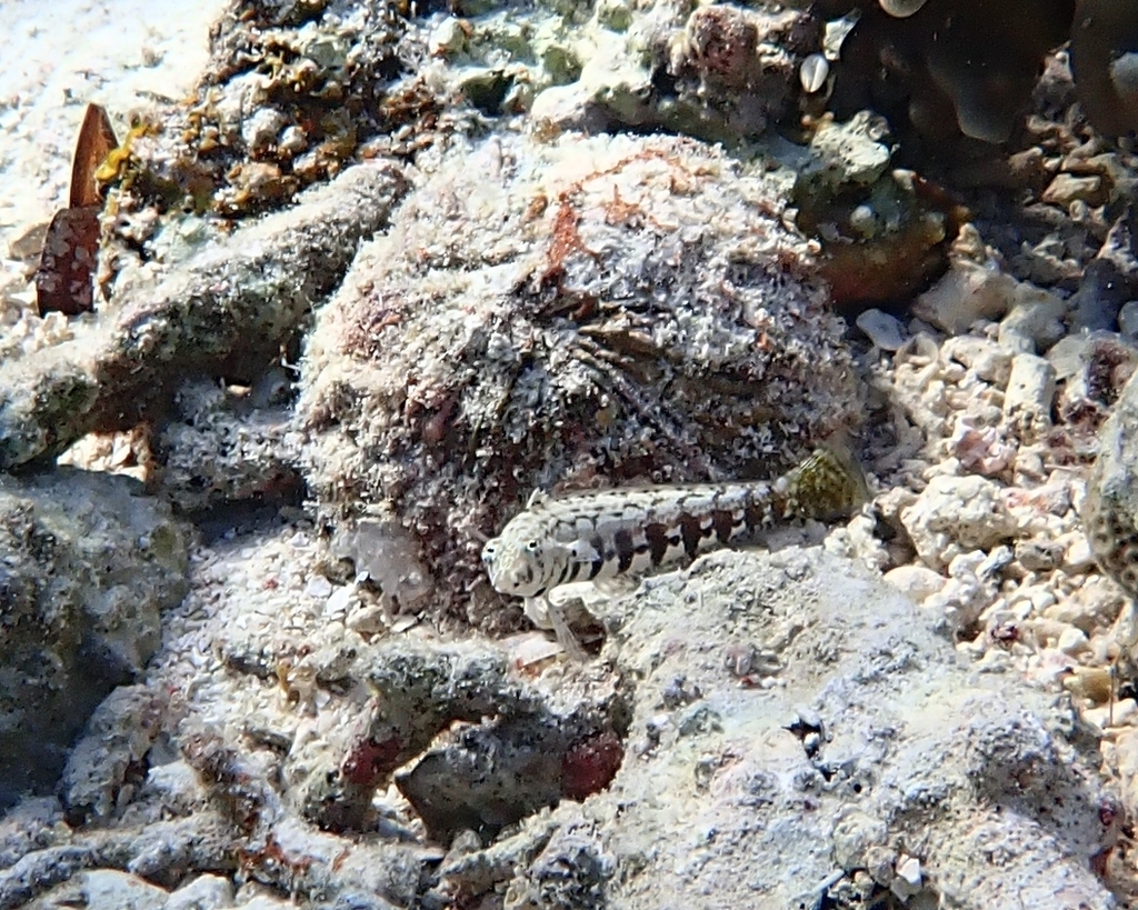 Sharpnose Sandperch from Adonara Island on July 22, 2022 at 02:26 PM by ...