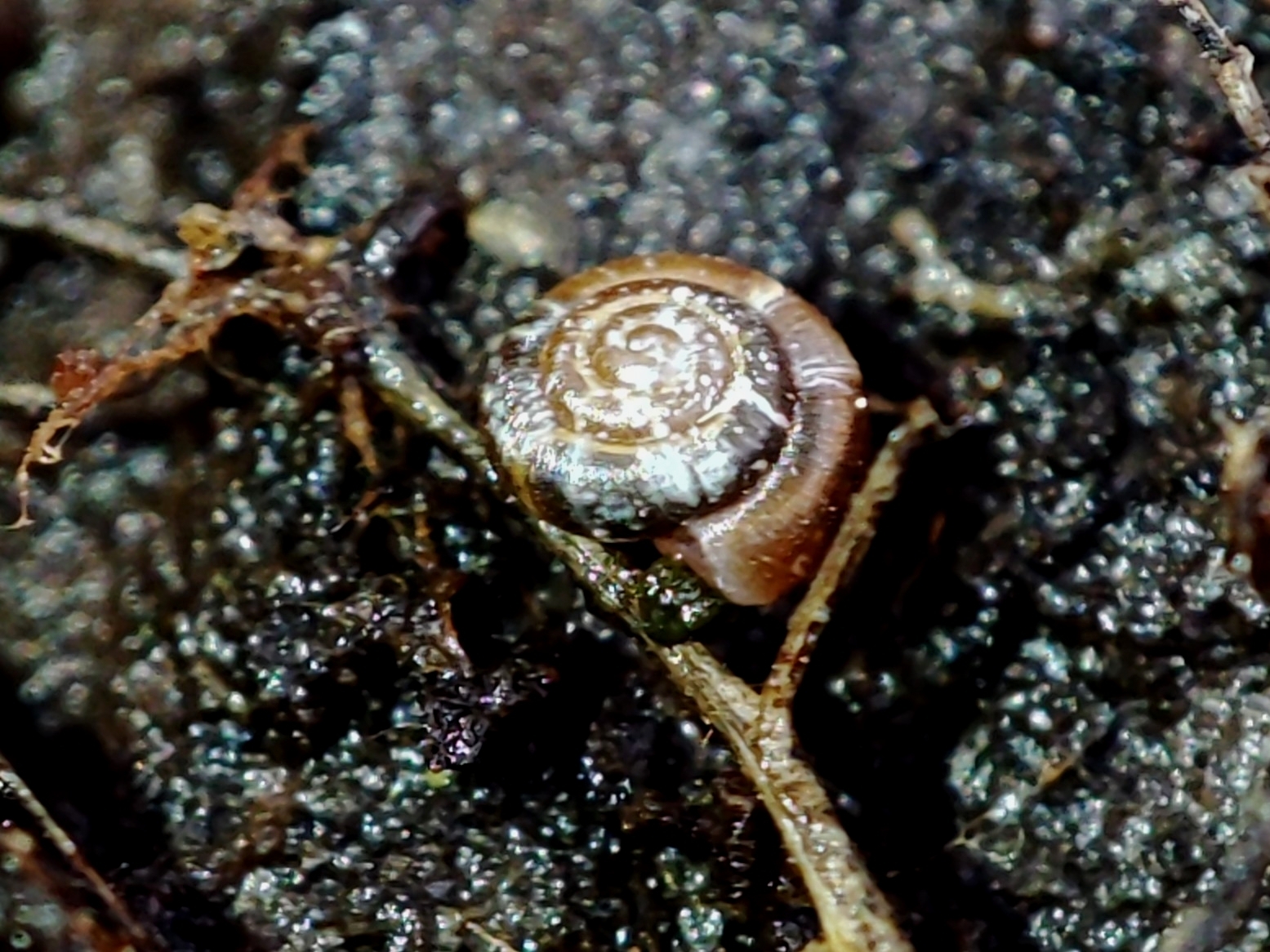 Punctum pygmaeum (Draparnaud, 1801)