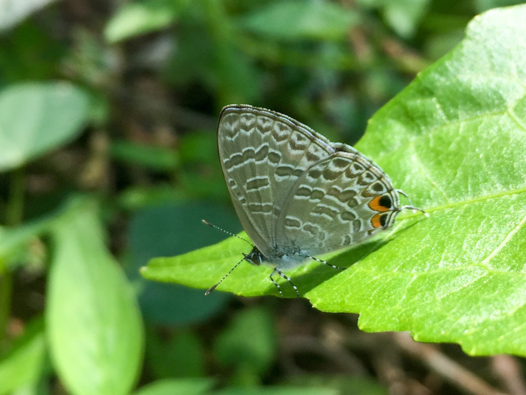 Ancyra Blue (Butterflies of Negeri Sembilan (Malaysia)) · iNaturalist