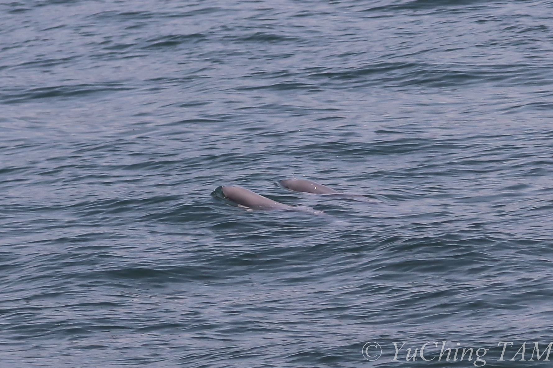Neophocaena phocaenoides (G.Cuvier, 1829)
