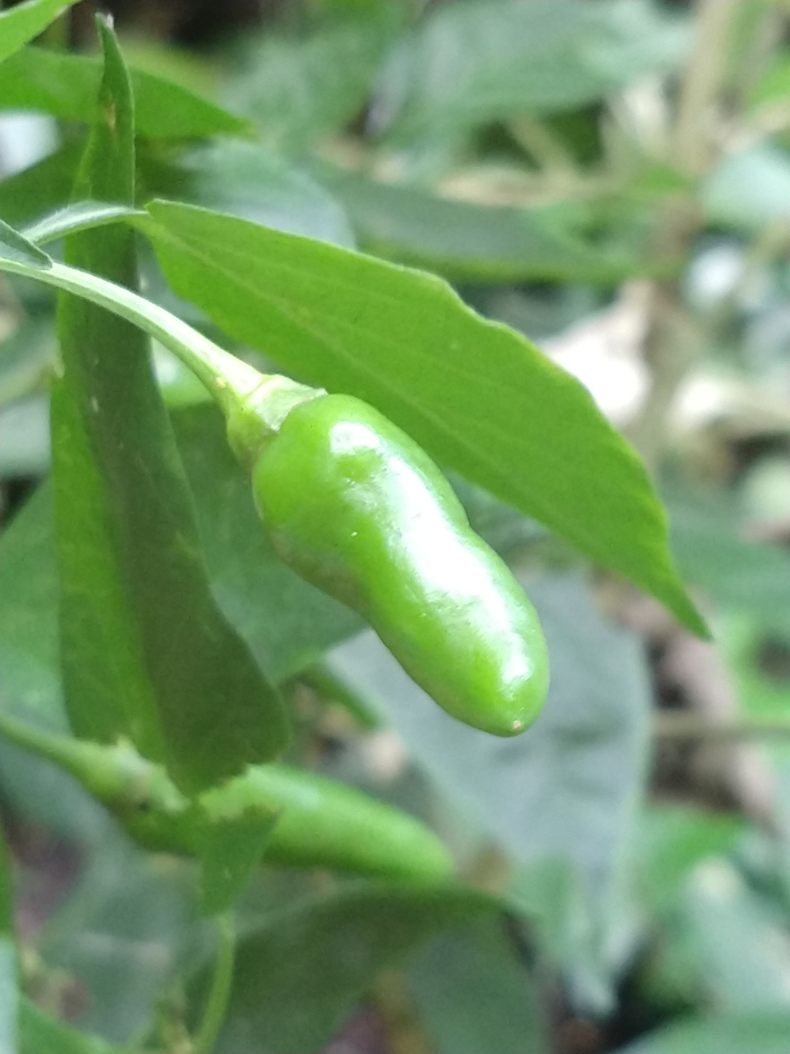 Capsicum annuum L.
