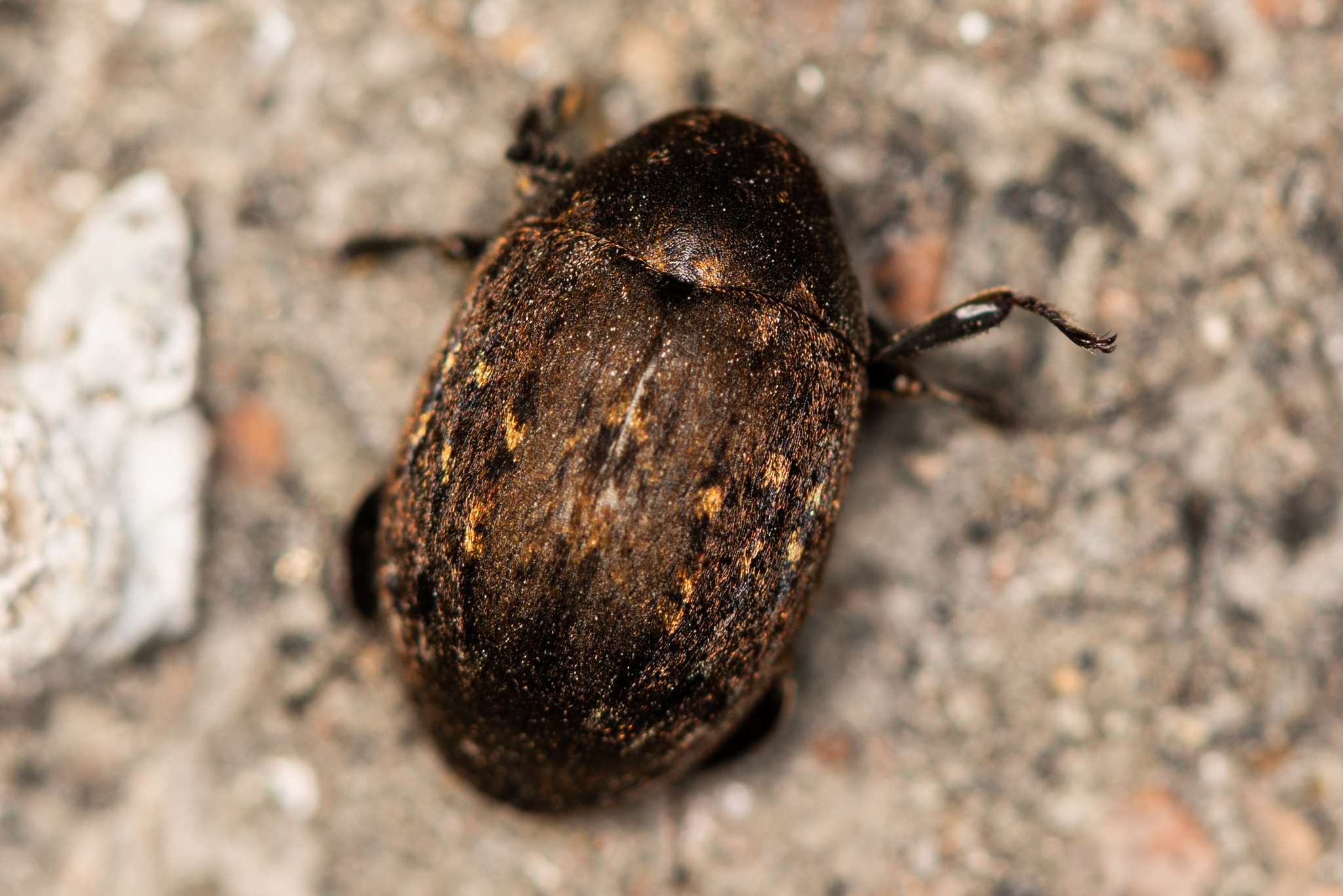 Byrrhus pilula (Linnaeus, 1758)