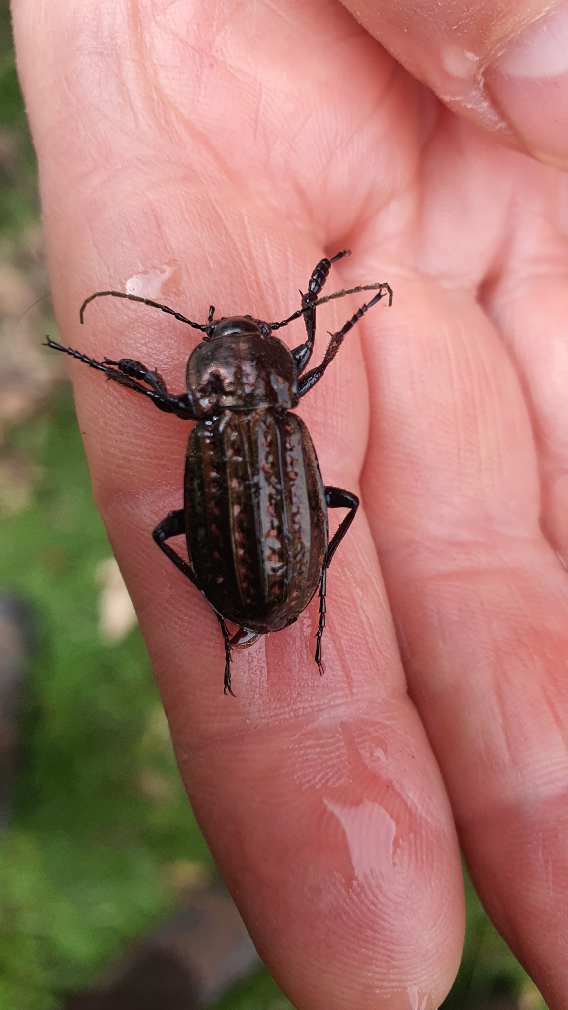 Carabus clatratus Linnaeus, 1760