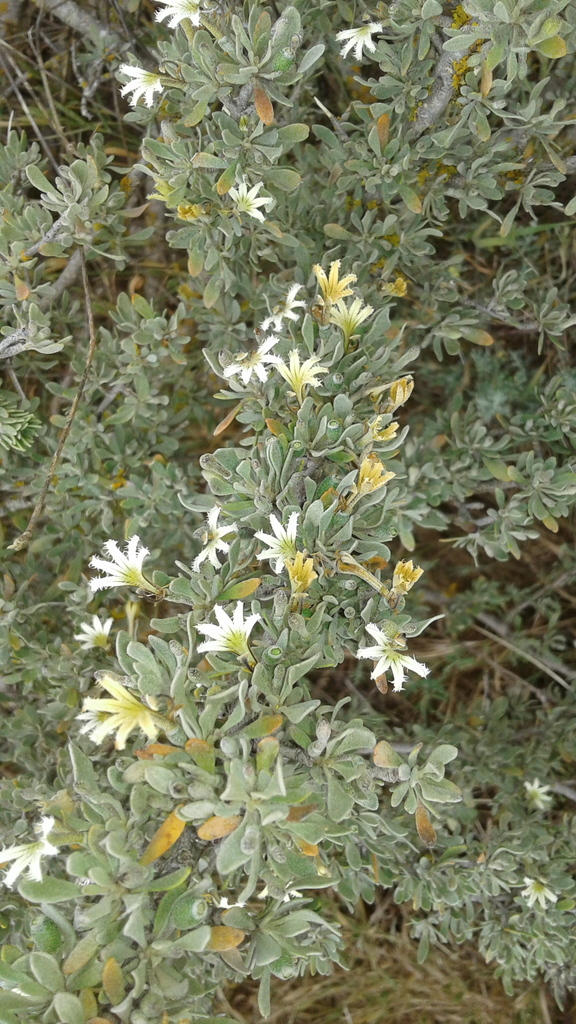 Spiny Fan-flower (Scaevola spinescens) - Botanical Realm