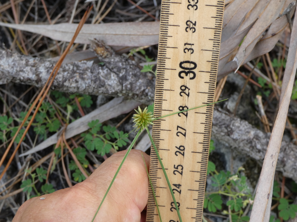 Slender Sand Sedge from Ron Ehman Park, FL, USA on April 29, 2023 at 04 ...