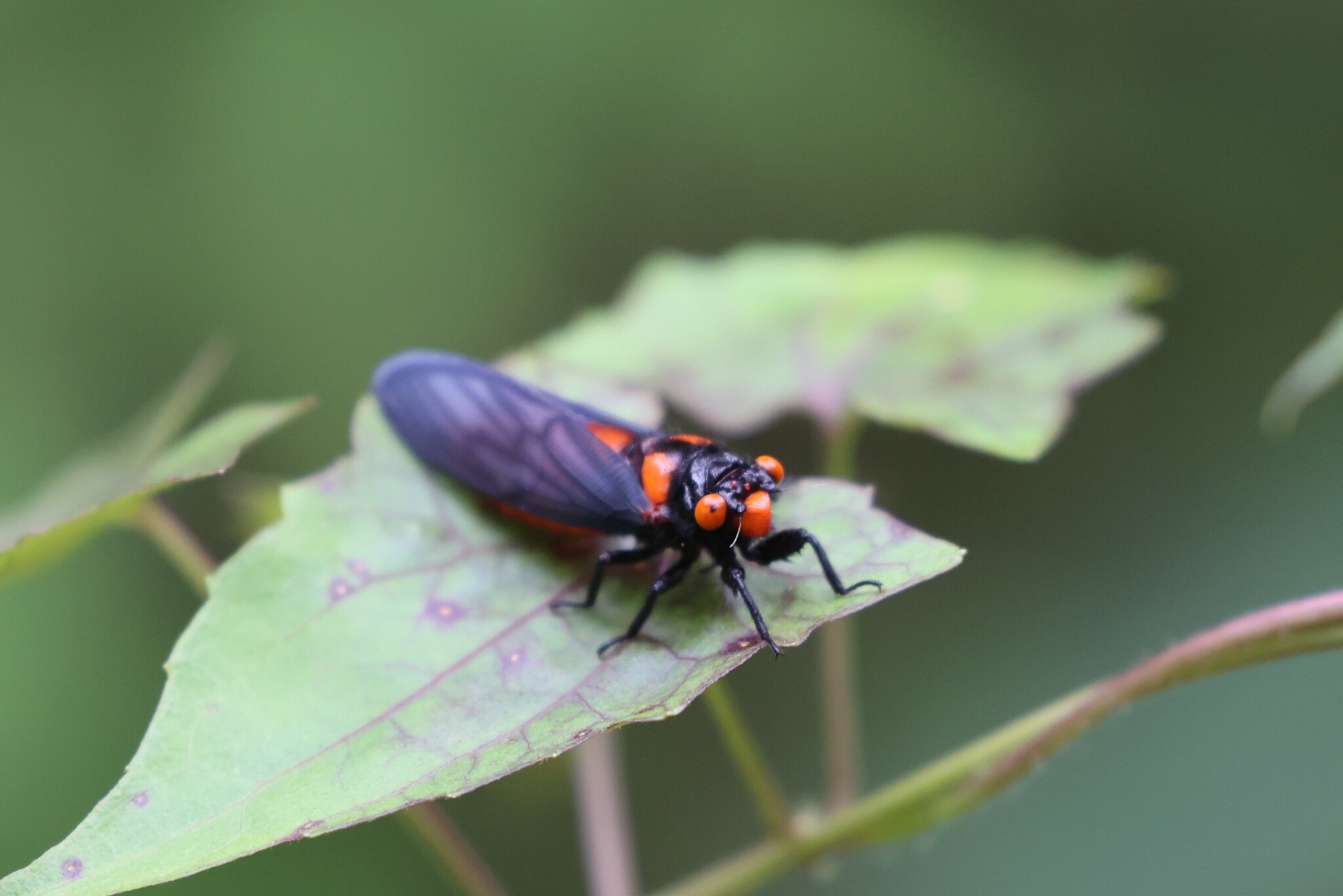 Huechys sanguinea (DeGeer, 1773)