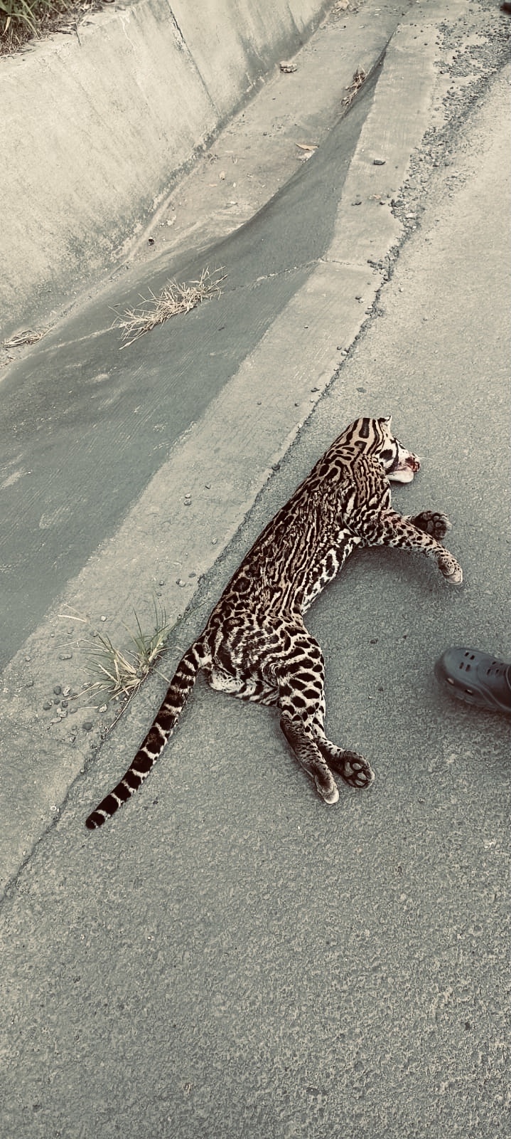 Leopardus pardalis (Linnaeus, 1758)