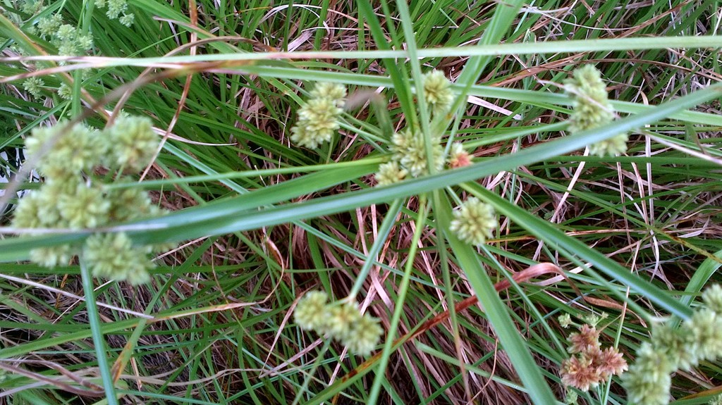 Is Sedge Invasive at Maya Hurley blog
