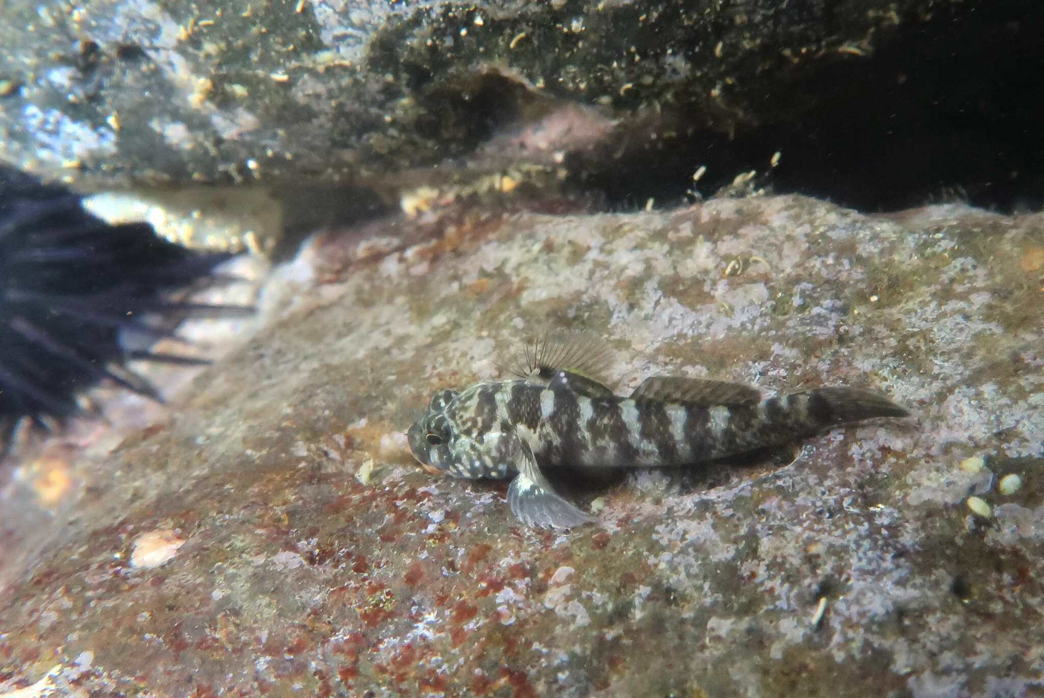 Nematogobius brachynemus Pfaff, 1933