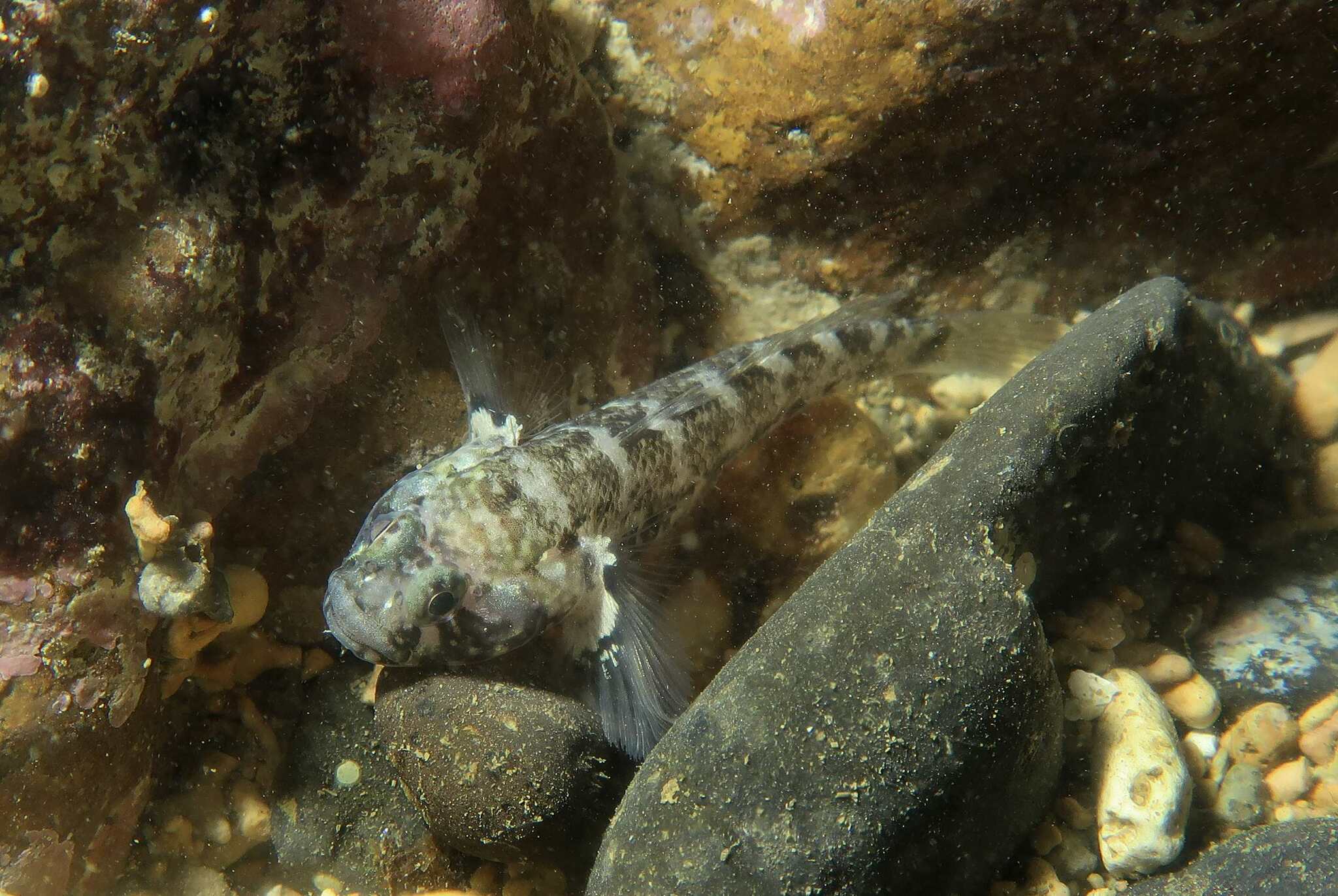 Nematogobius brachynemus Pfaff, 1933