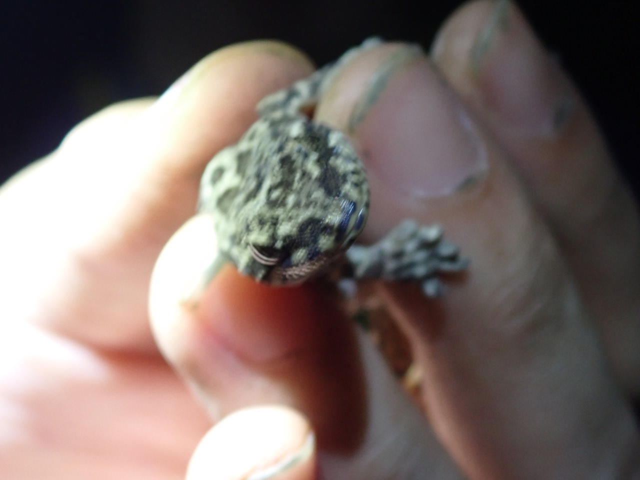 Gekko hokouensis Pope, 1928