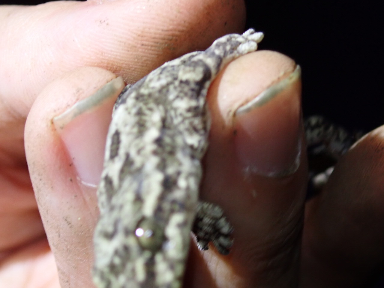 Gekko hokouensis Pope, 1928