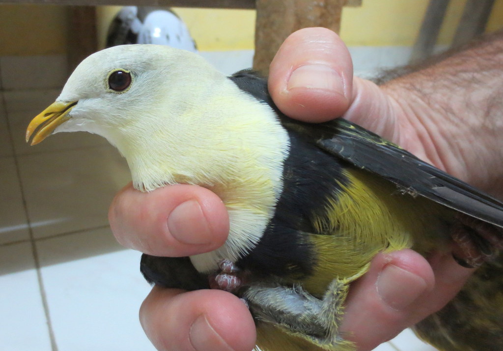 (Ptilinopus cinctus cinctus) - Avian Discovery