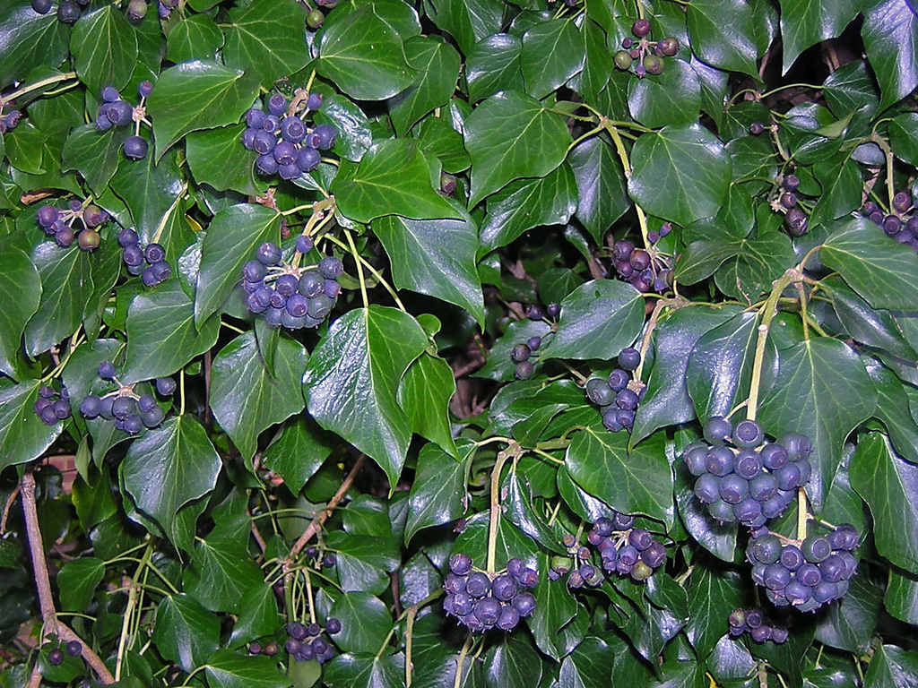 Atlantic Ivy (Invasive Exotic Plants of North Carolina) · iNaturalist