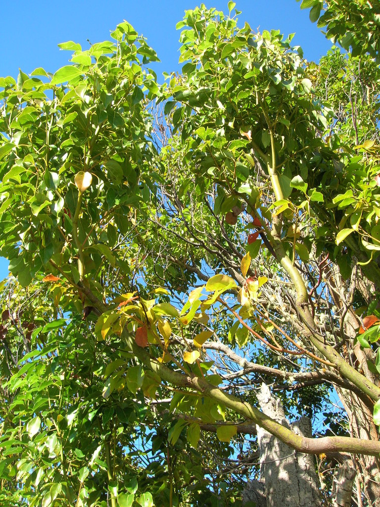 Camphor Tree (Invasive Exotic Plants of North Carolina) · iNaturalist
