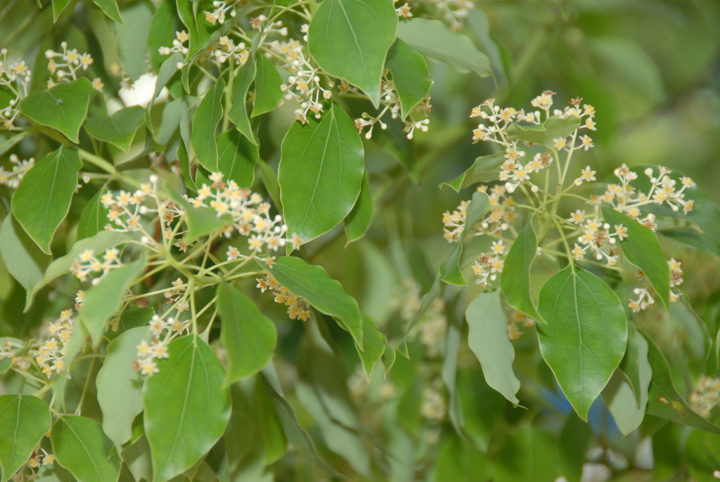 Camphor Tree (Invasive Exotic Plants of North Carolina) · iNaturalist