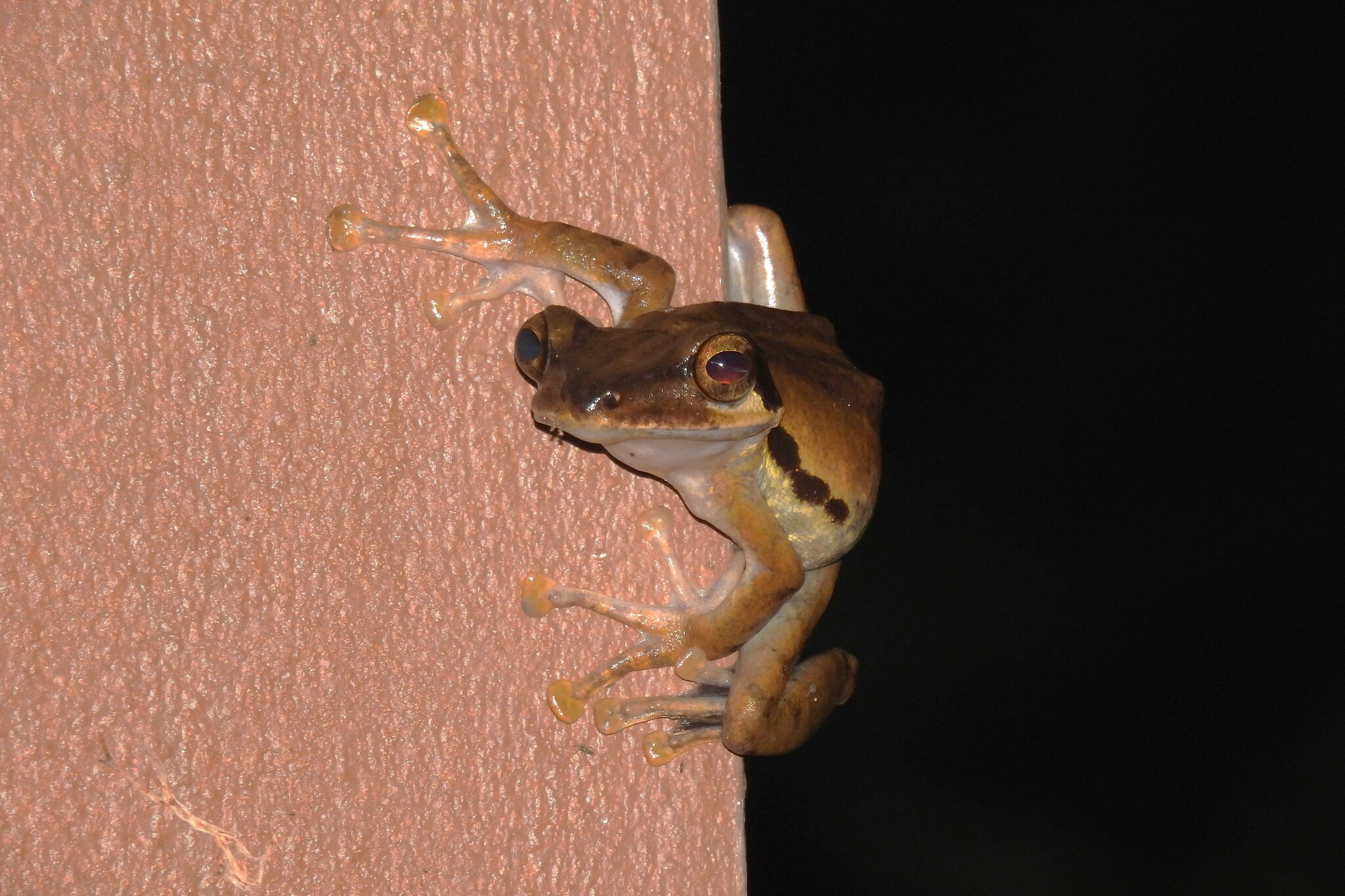 Polypedates macrotis (Boulenger, 1891)