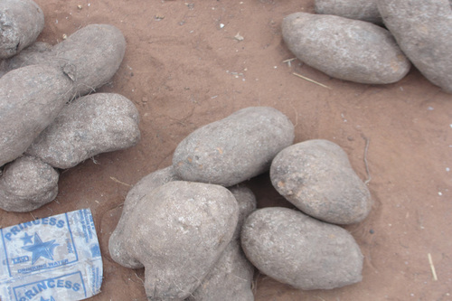 Purple Yam (Chinese Yam) (Invasive Exotic Plants of North Carolina ...