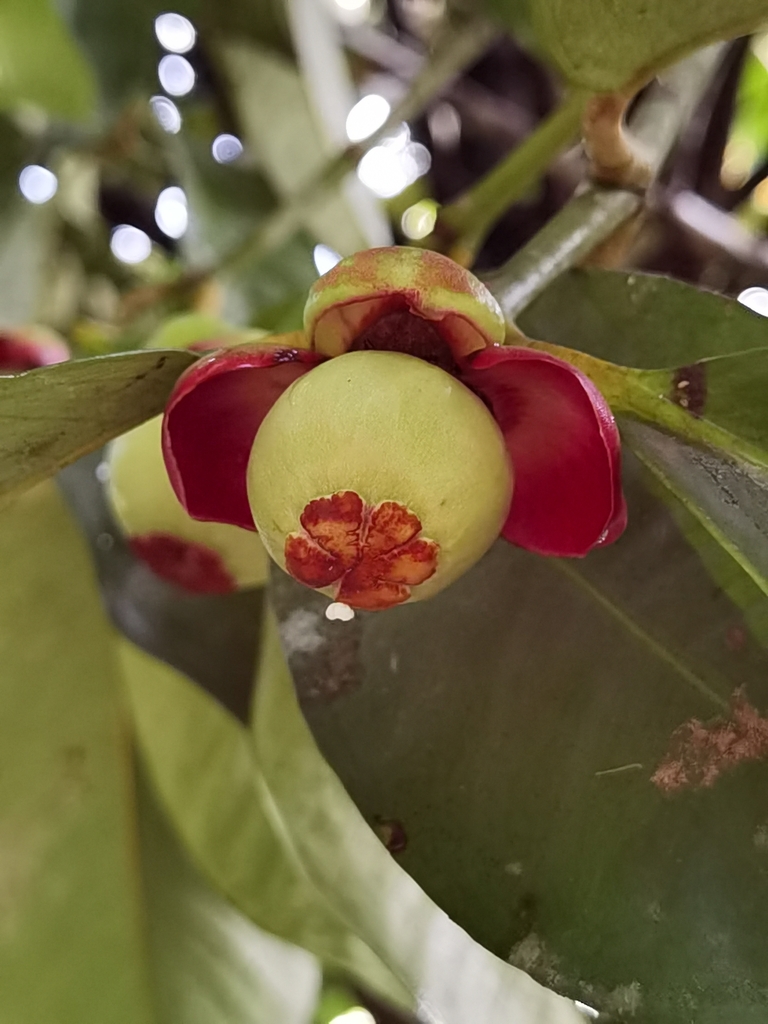 Mangosteen from Golfito 60701, Costa Rica on April 30, 2023 at 07:03 AM ...