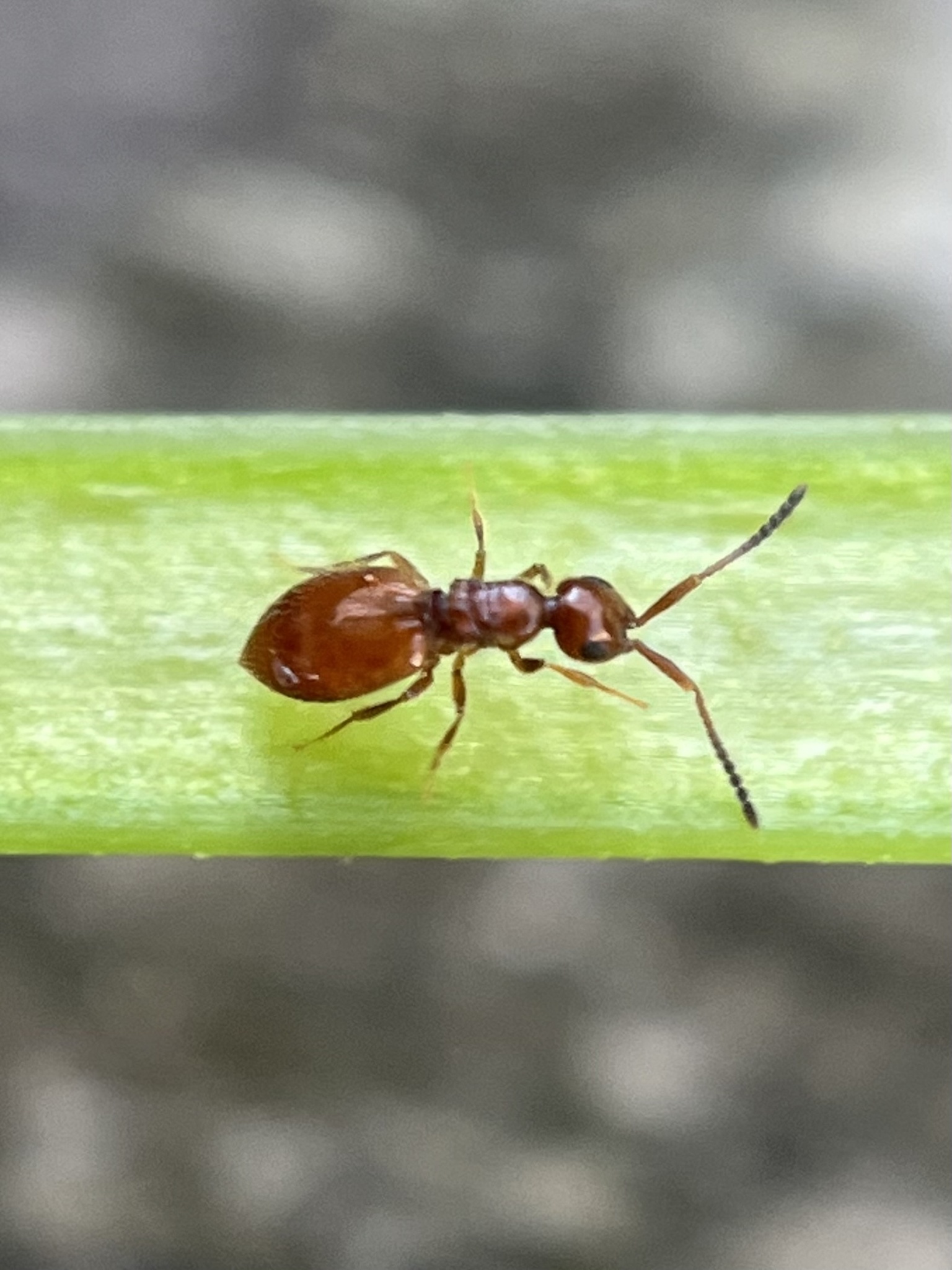 Megaspilidae