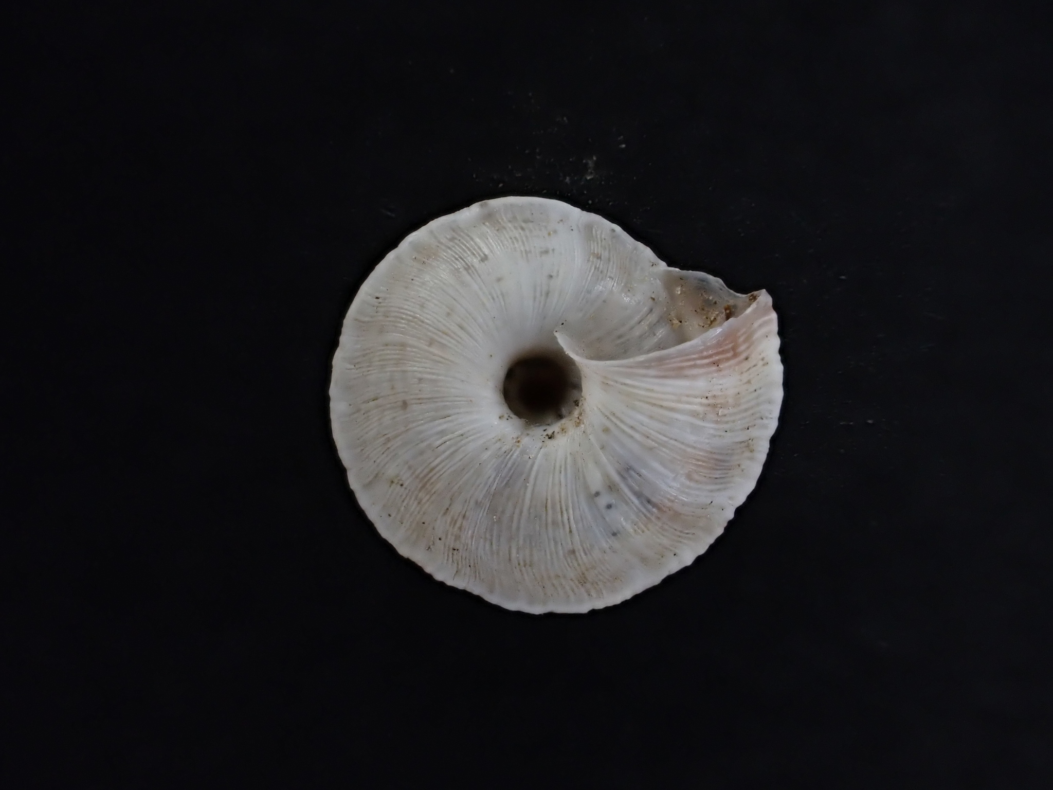 Trochoidea elegans (Gmelin, 1791)