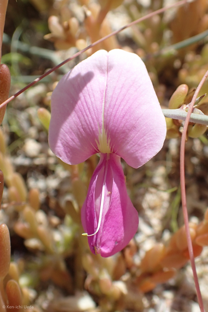 Palmer's Hoary-Pea from near Los Arbolitos, Cabo Pulmo, Baja California ...