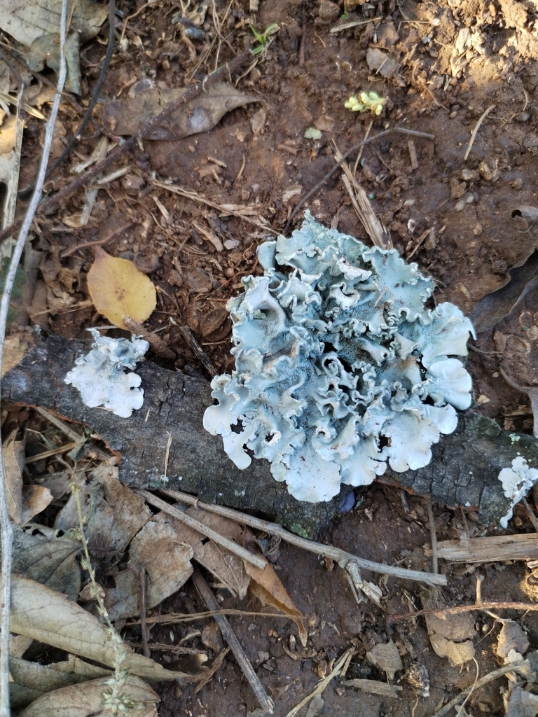 Black Stone Flower from Lynnwood Glen, Pretoria, 0081, South Africa on ...