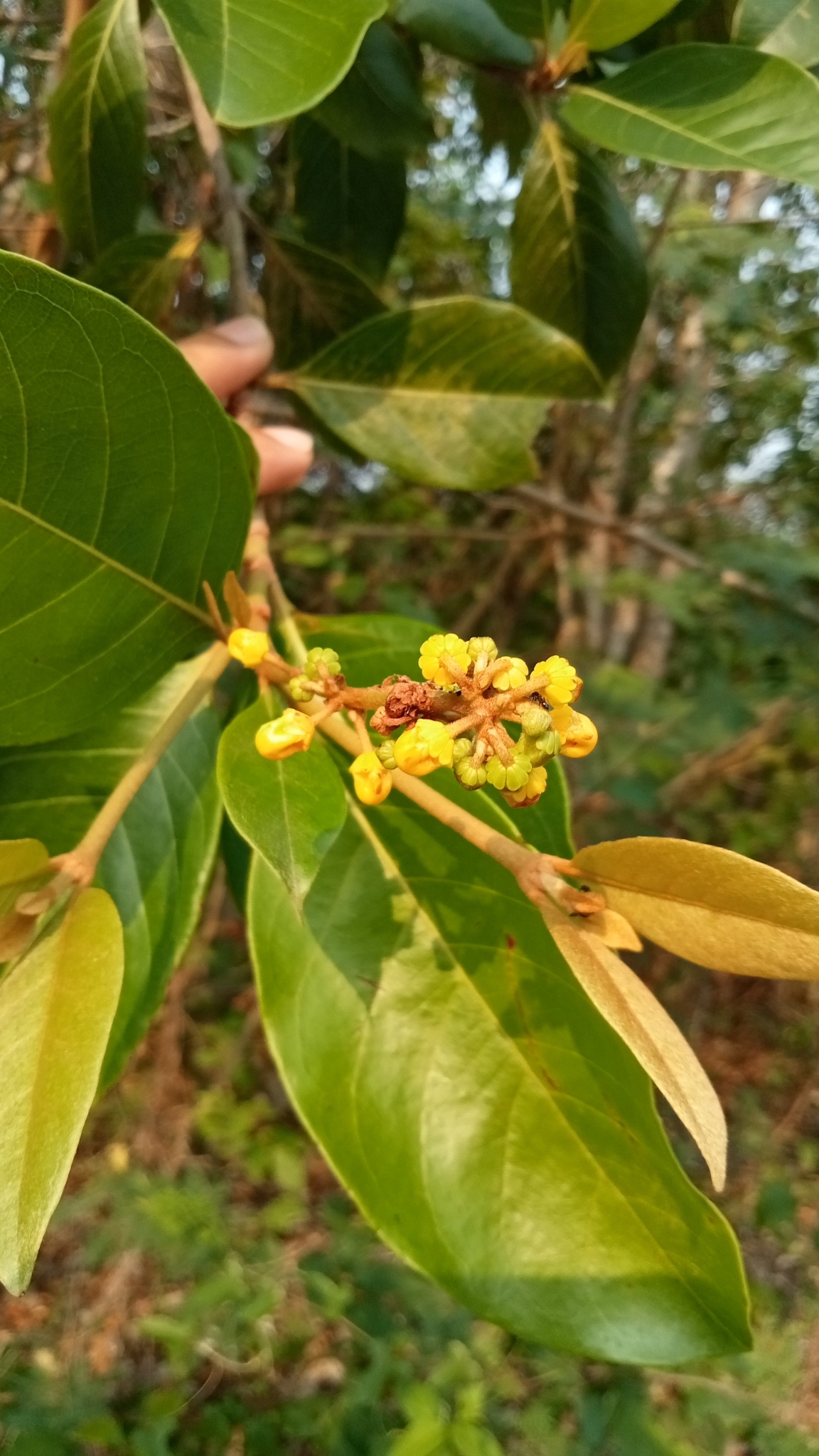 Byrsonima crassifolia (L.) Kunth