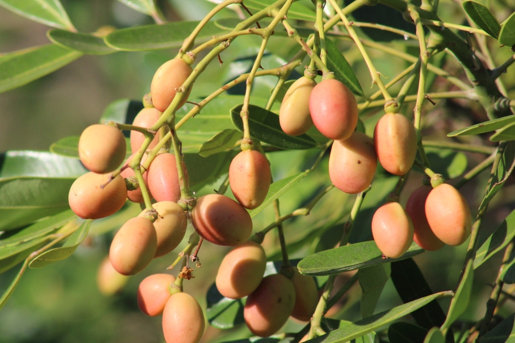 Paradise Tree from Ciudad Universitaria, Puerto Ángel,, 70902 Oaxaca ...