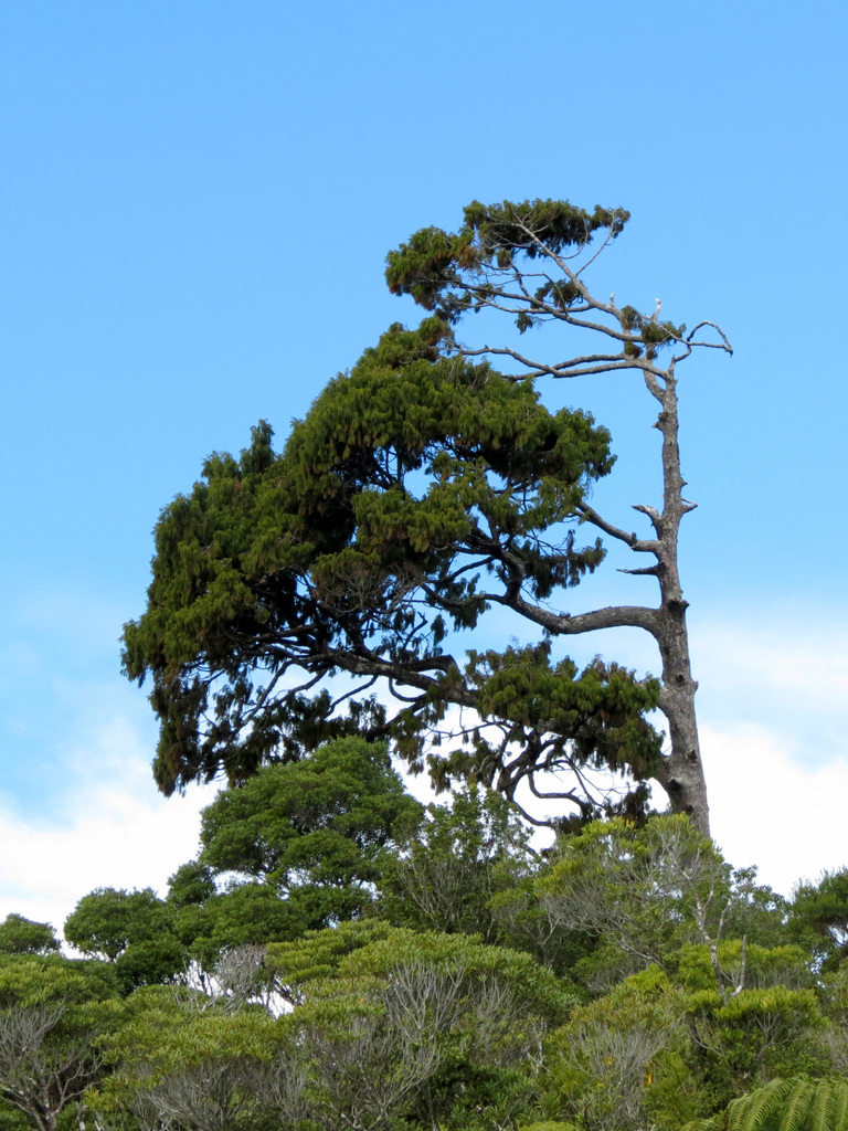 rimu (Dacrydium cupressinum) - Botanical Realm