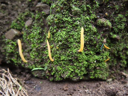 (Lepidostroma winklerianum)