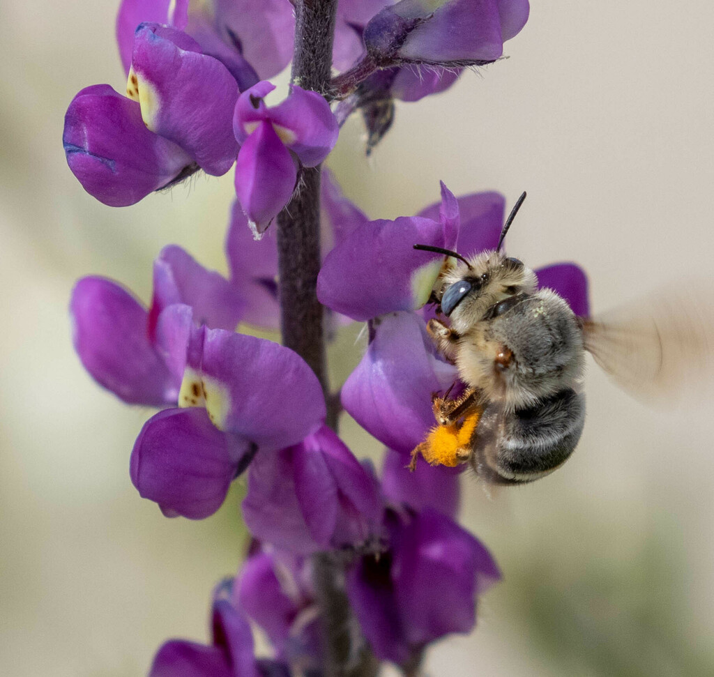Common Digger Bees from San Diego County, CA, USA on April 08, 2023 at ...