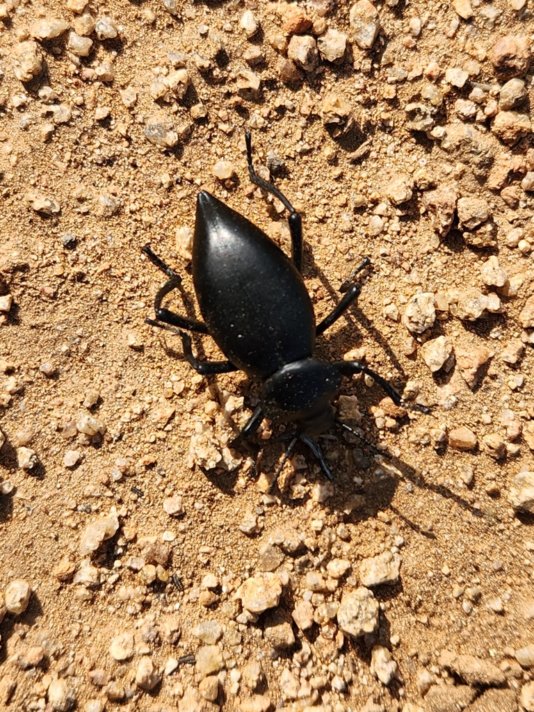 Eleodes acuticauda from 22725 B.C., México on April 29, 2023 at 09:02 ...