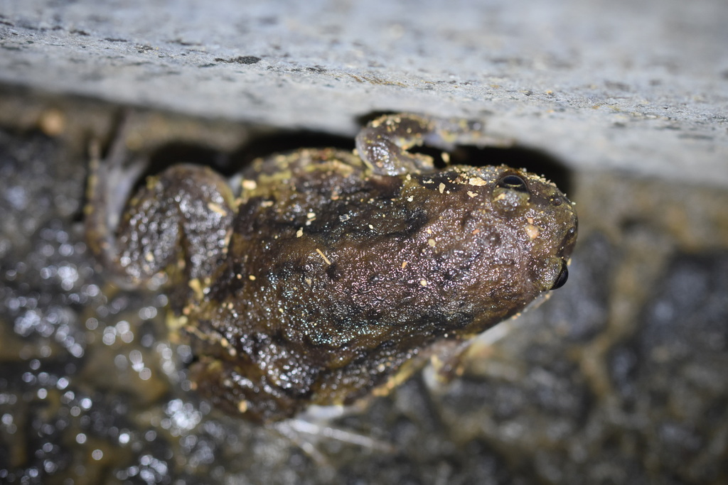 Boreal Digging Frog from Qingdao, CN-SD, CN on June 26, 2022 at 11:06 ...