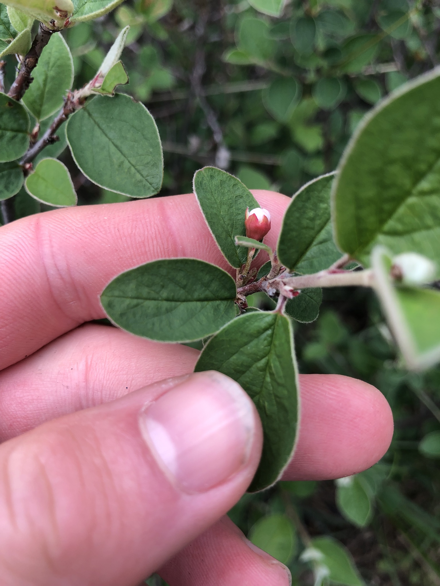Cotoneaster integerrimus Medik.