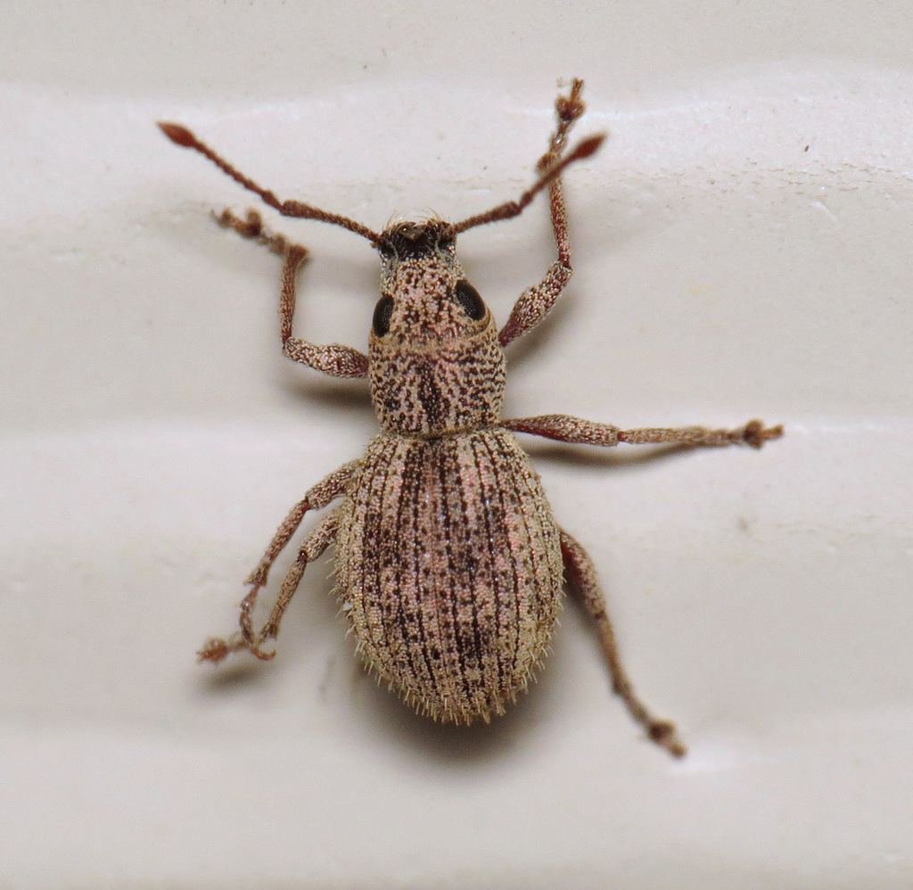 Imported Long-horned Weevil from Sauk County, WI, USA on August 1, 2018 ...