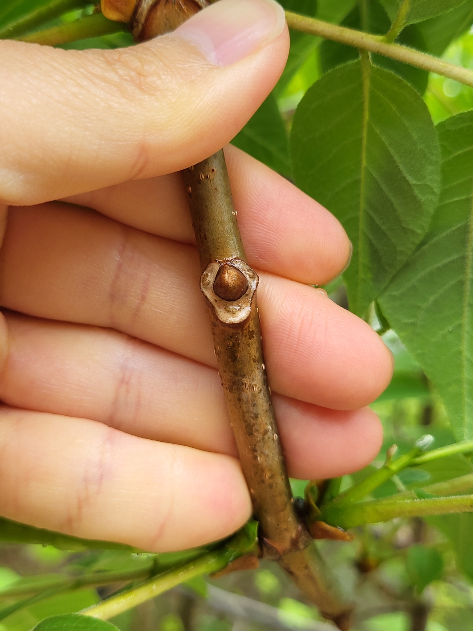 Phellodendron amurense Rupr.