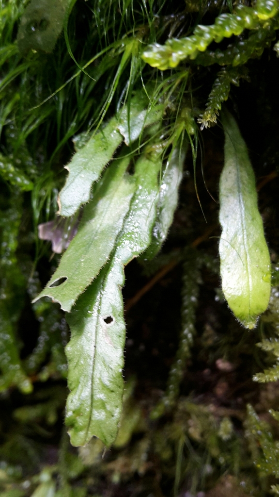 Strap fern from New Plymouth, NZ-TK, NZ on October 28, 2018 at 11:45 AM ...