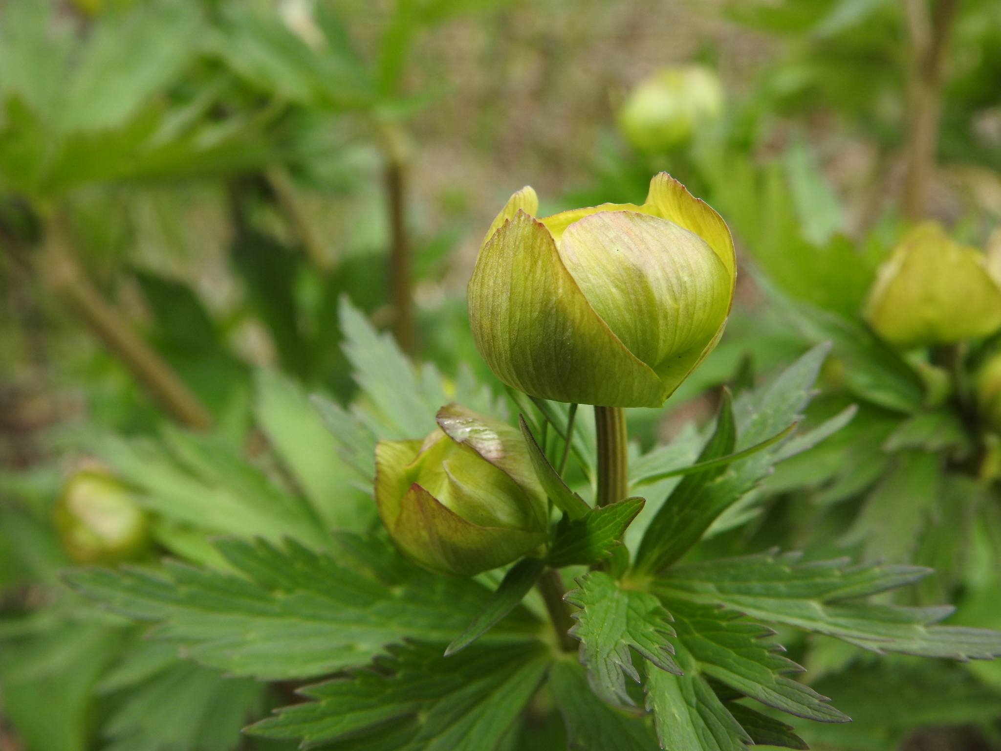Trollius europaeus L.