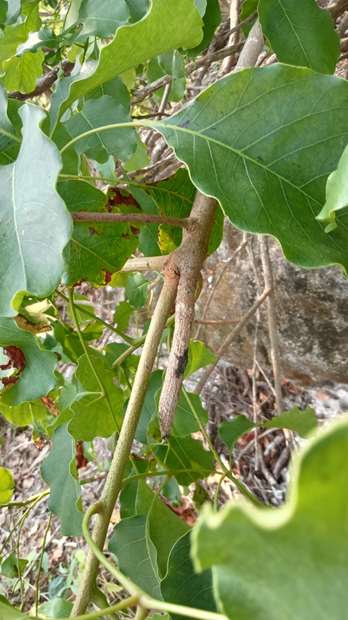 Metopium brownei (Jacq.) Urb.